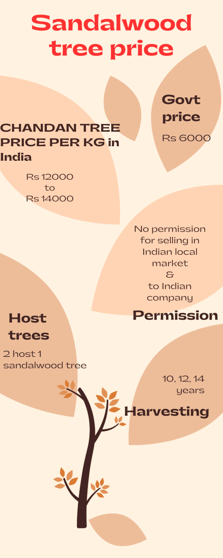 Chandan Tree Price Per Kg In India 2025 | STN - Signup Trending Nature ...